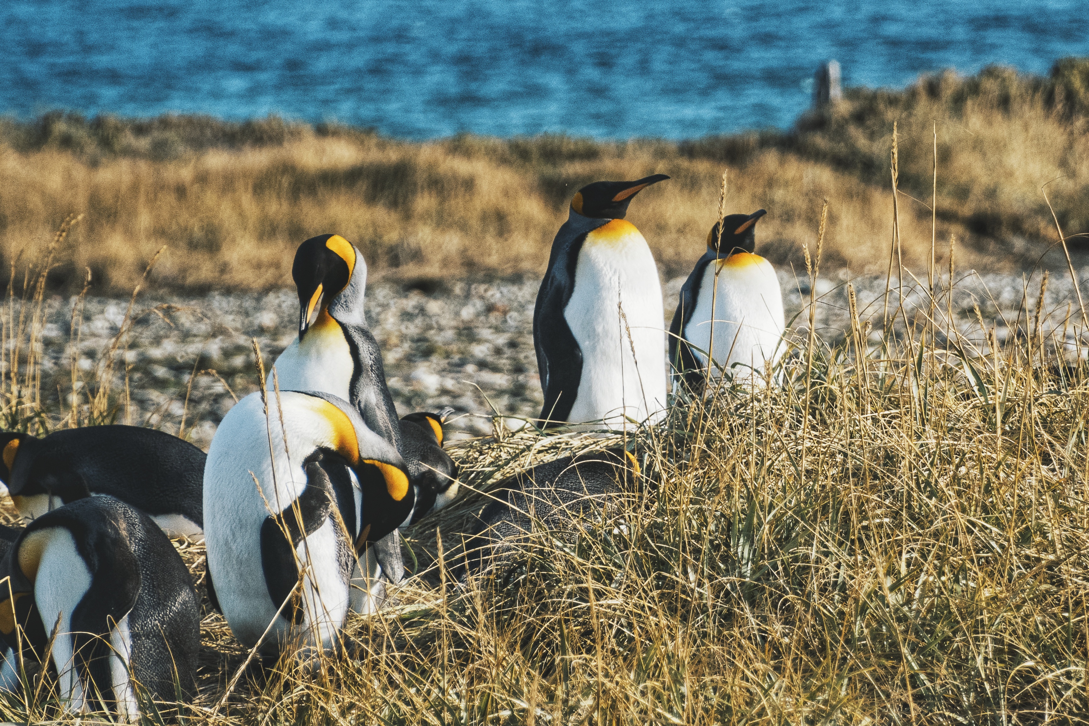 Parque Pinguino Rey – Notes From Dreams